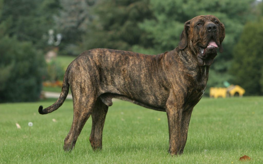 Fila Brasileiro - Tudo Sobre Essa Raça
