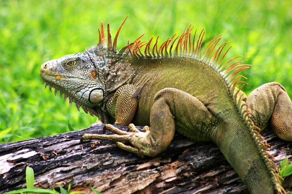 Iguana - Guia alimentar completo